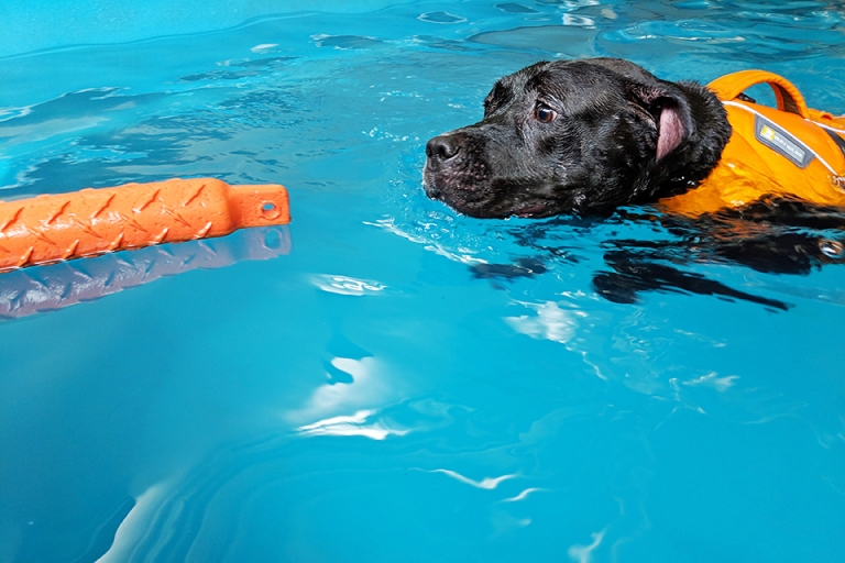Swim Services - Doggy Paddle Aquatic Center for Dogs